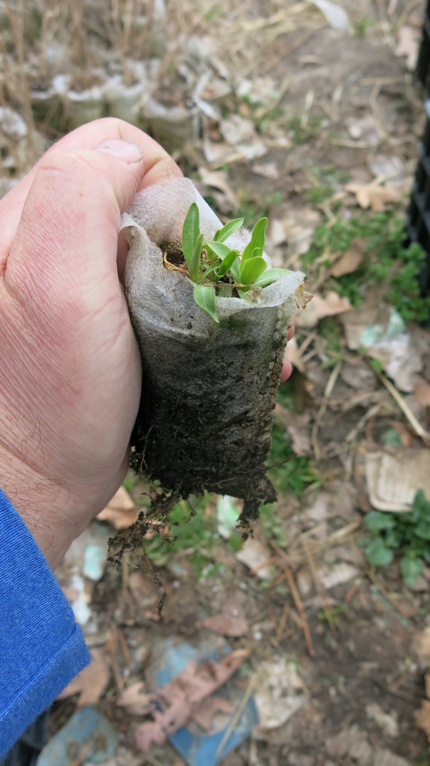 Royal catchfly (Silene regia) starter plant DORMANT - Blazing Star ...