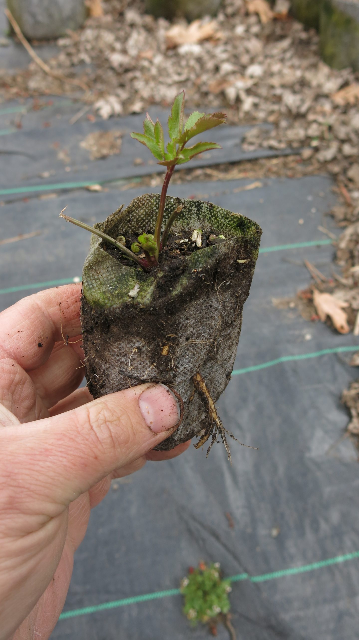 Golden Alexanders (Zizia aurea) starter plant - Blazing Star Butterfly ...