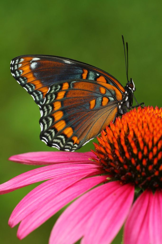 Purple Coneflower (Echinacea purpurea) starter plant DORMANT - Blazing ...
