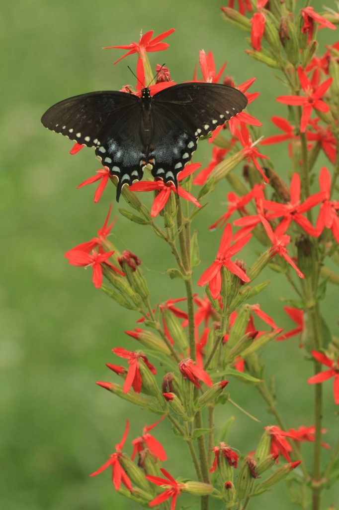Royal catchfly (Silene regia) starter plant - Blazing Star Butterfly Garden