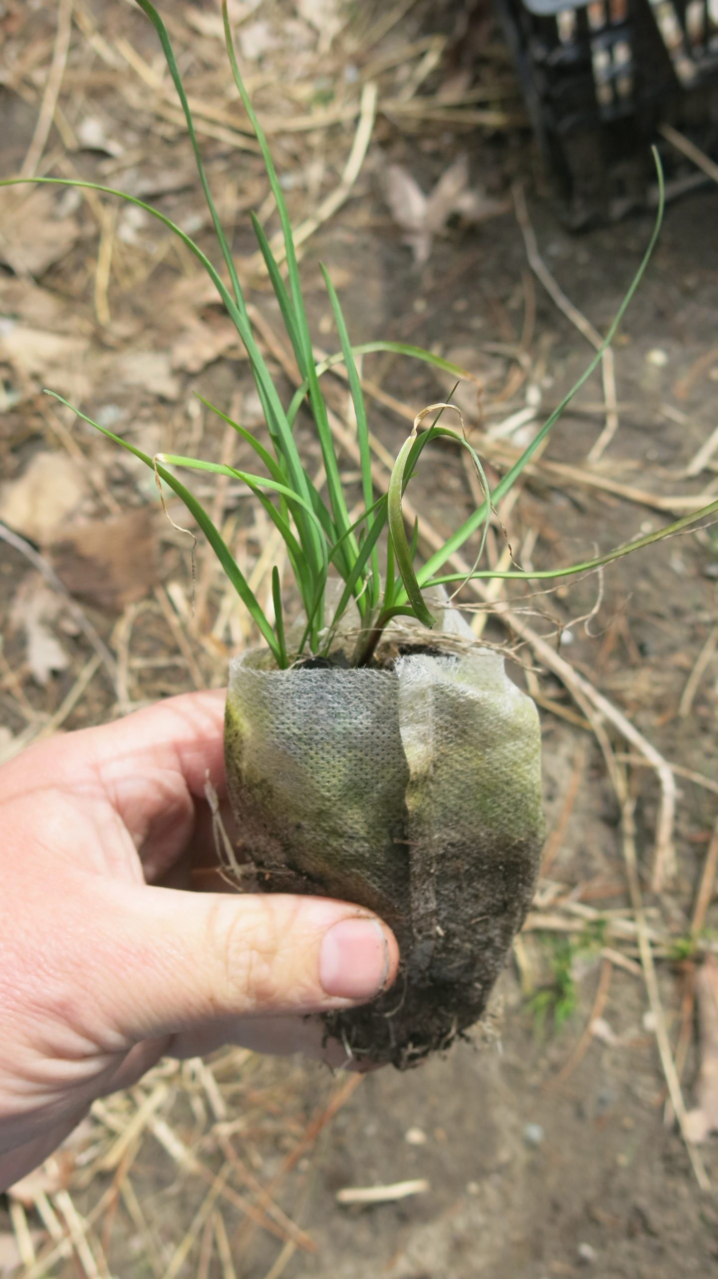 Nodding onion (Allium cernuum) starter plant DORMANT - Blazing Star ...