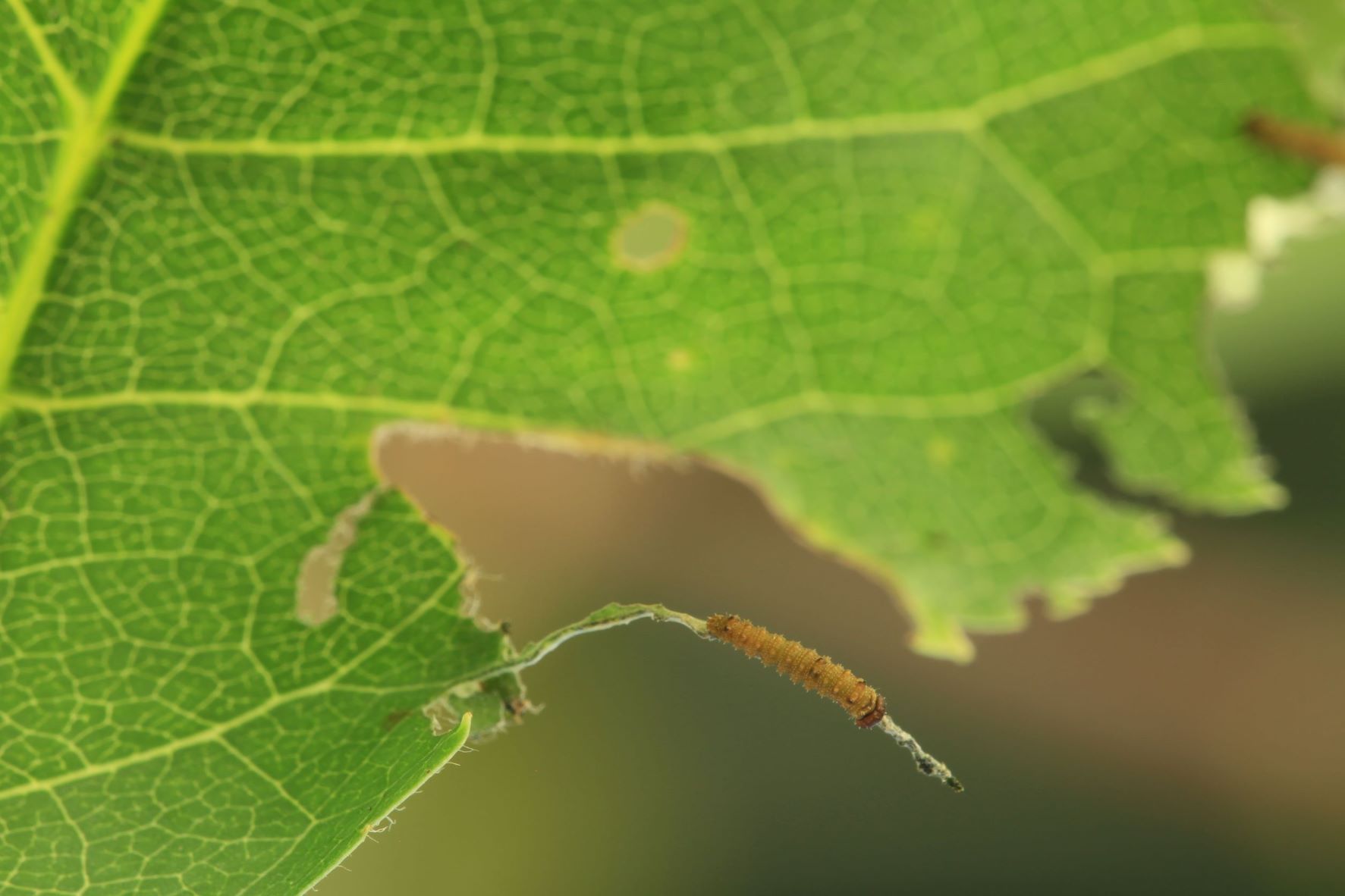 Red Spotted Purples and Viceroys. Our closely related, but completely ...