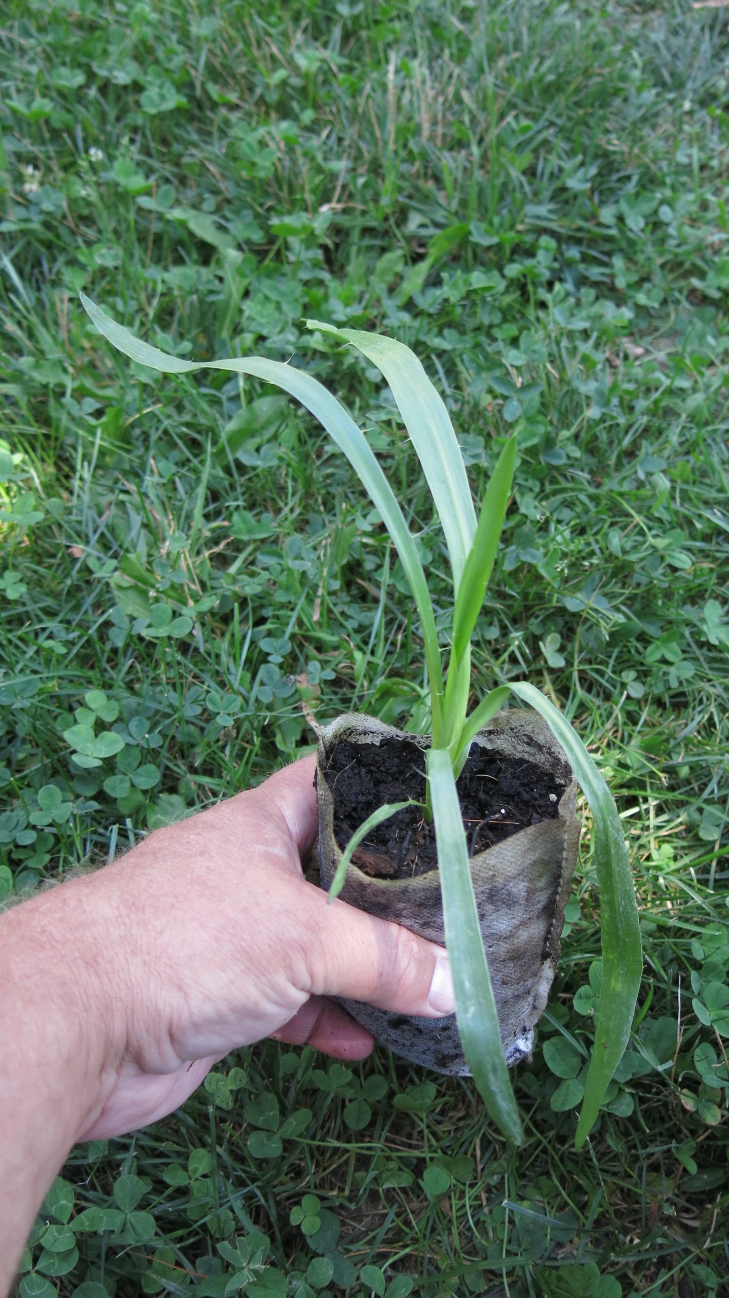 Rattlesnake Master (Eryngium yuccifolium) Starter Plant DORMANT ...