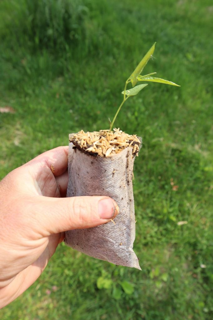 Virginia snakeroot starter plant (Aristolochia serpentaria) - Blazing ...