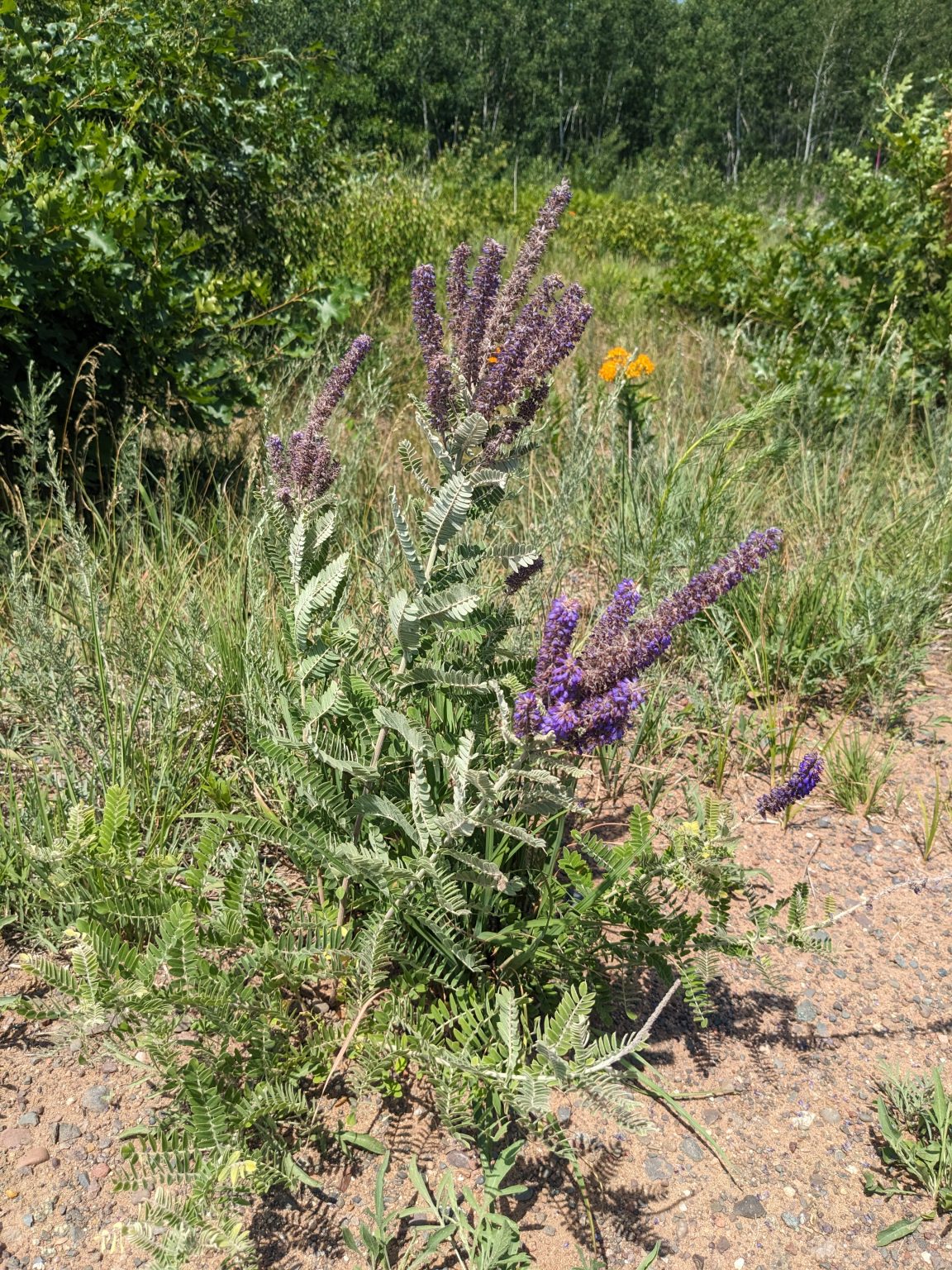 Lead plant (Amorpha canescens) starter plant DORMANT - Blazing Star ...