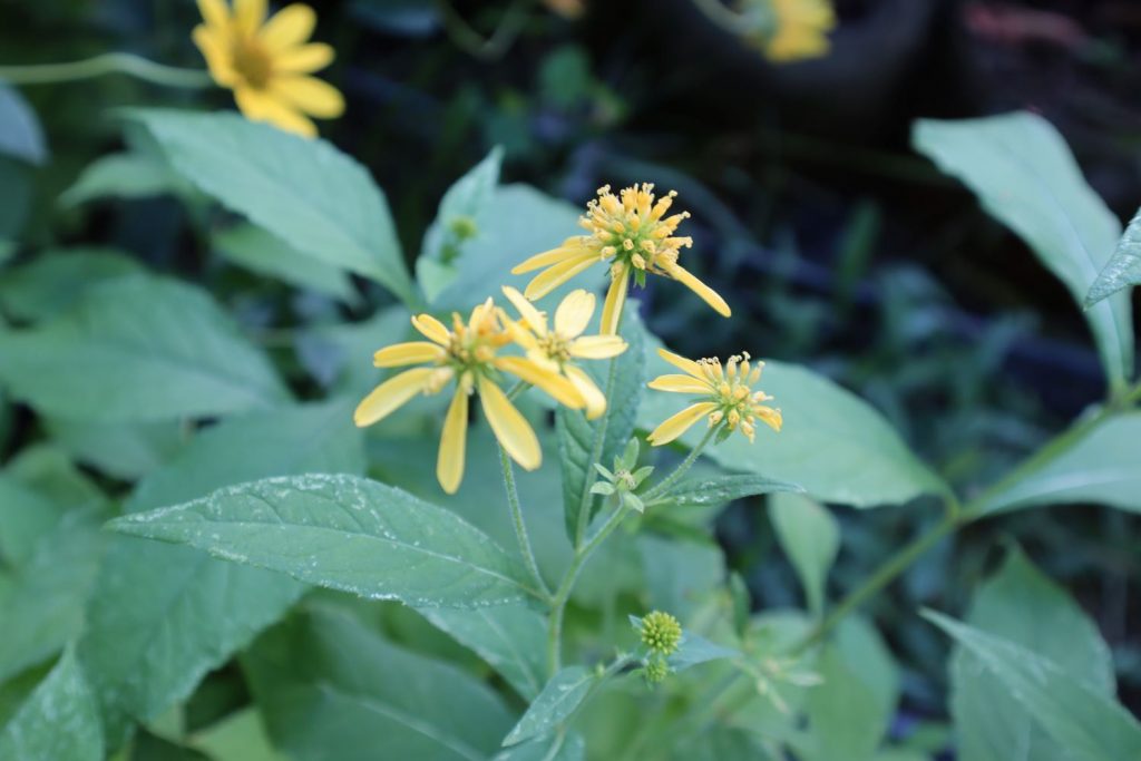 Wingstem (Verbesina alternifolia) starter plant DORMANT - Blazing Star ...