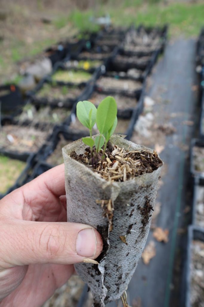 Large yellow indigo starter plant (Baptisia sphaerocarpa) - Blazing ...